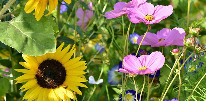 Wildflowers bring bursts of color to home landscapes | Wichita County ...