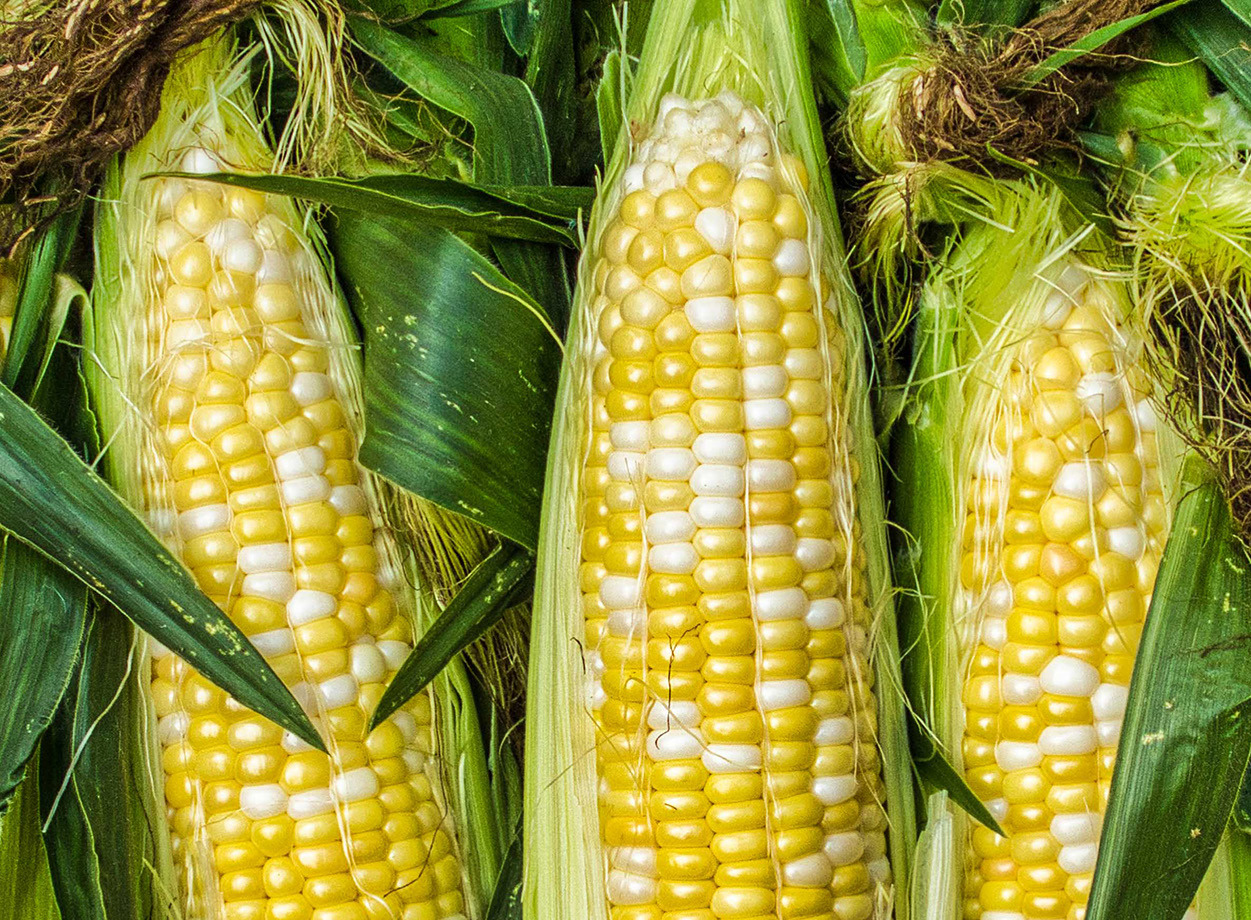 Battle begins to save sweet corn from earworm | Wichita County Native Sun